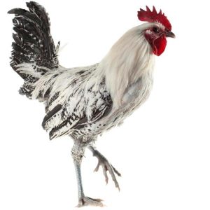Egyptian Fayoumi Chicken - Breed Profile - Backyard Poultry